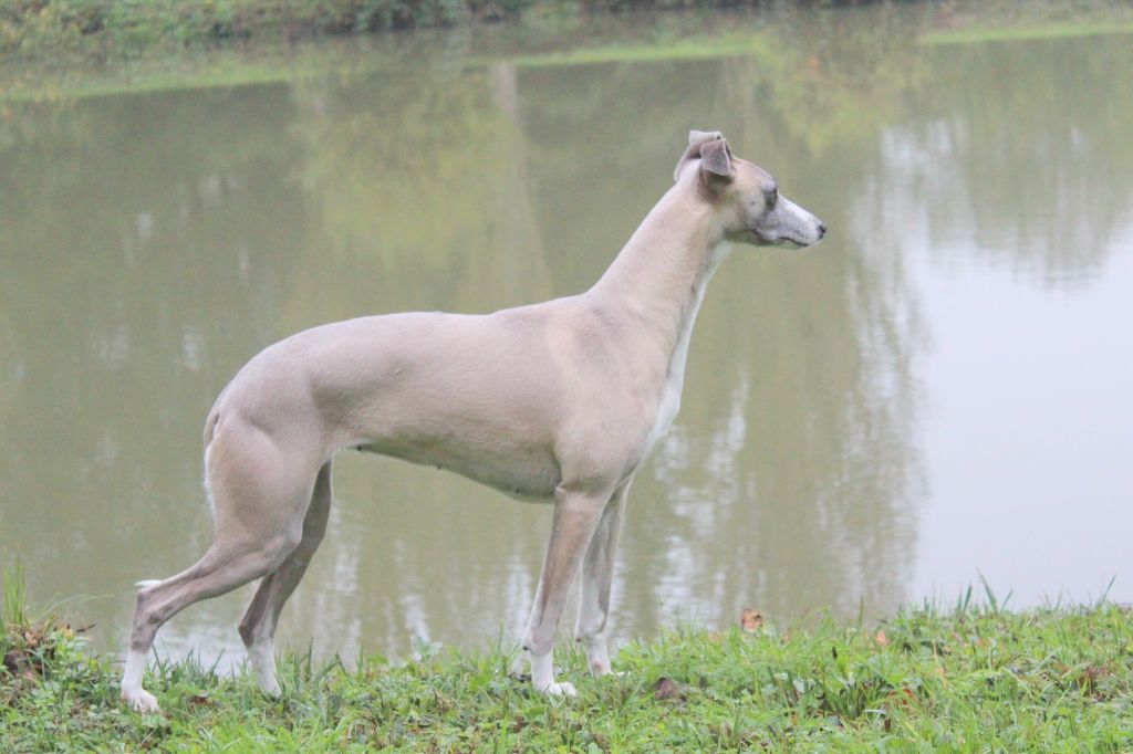 Femelles - Elevage des petites symphonies - eleveur de chiens petit ...