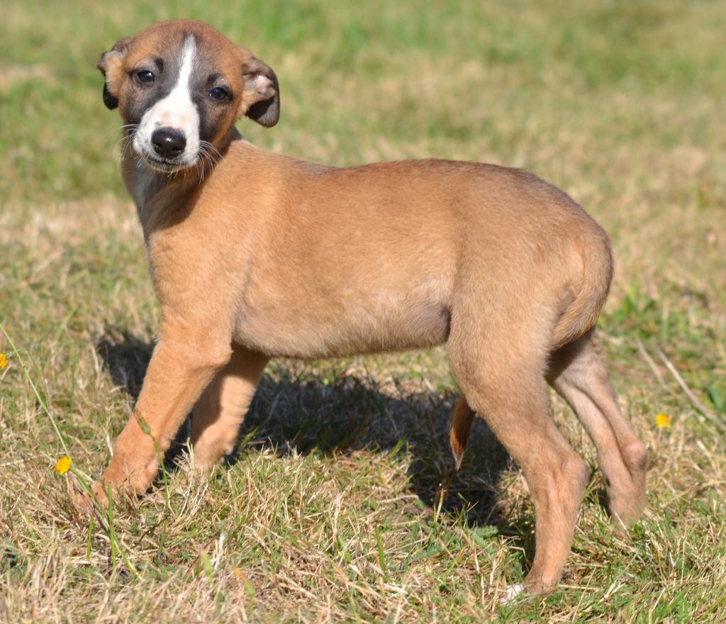Femelles - Elevage des petites symphonies - eleveur de chiens petit ...